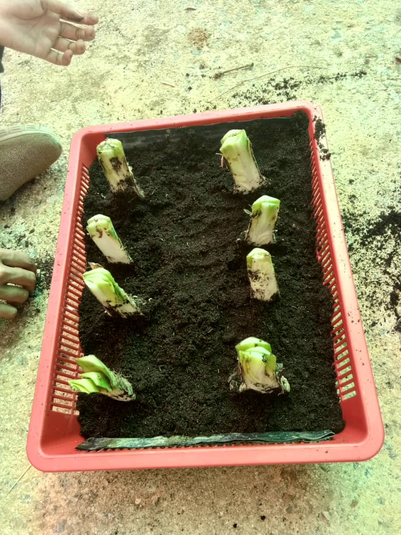 AMALI MINGGU 7 : PEMBIAKAN VEGETATIF (BEBAWANG) (27.10.18)