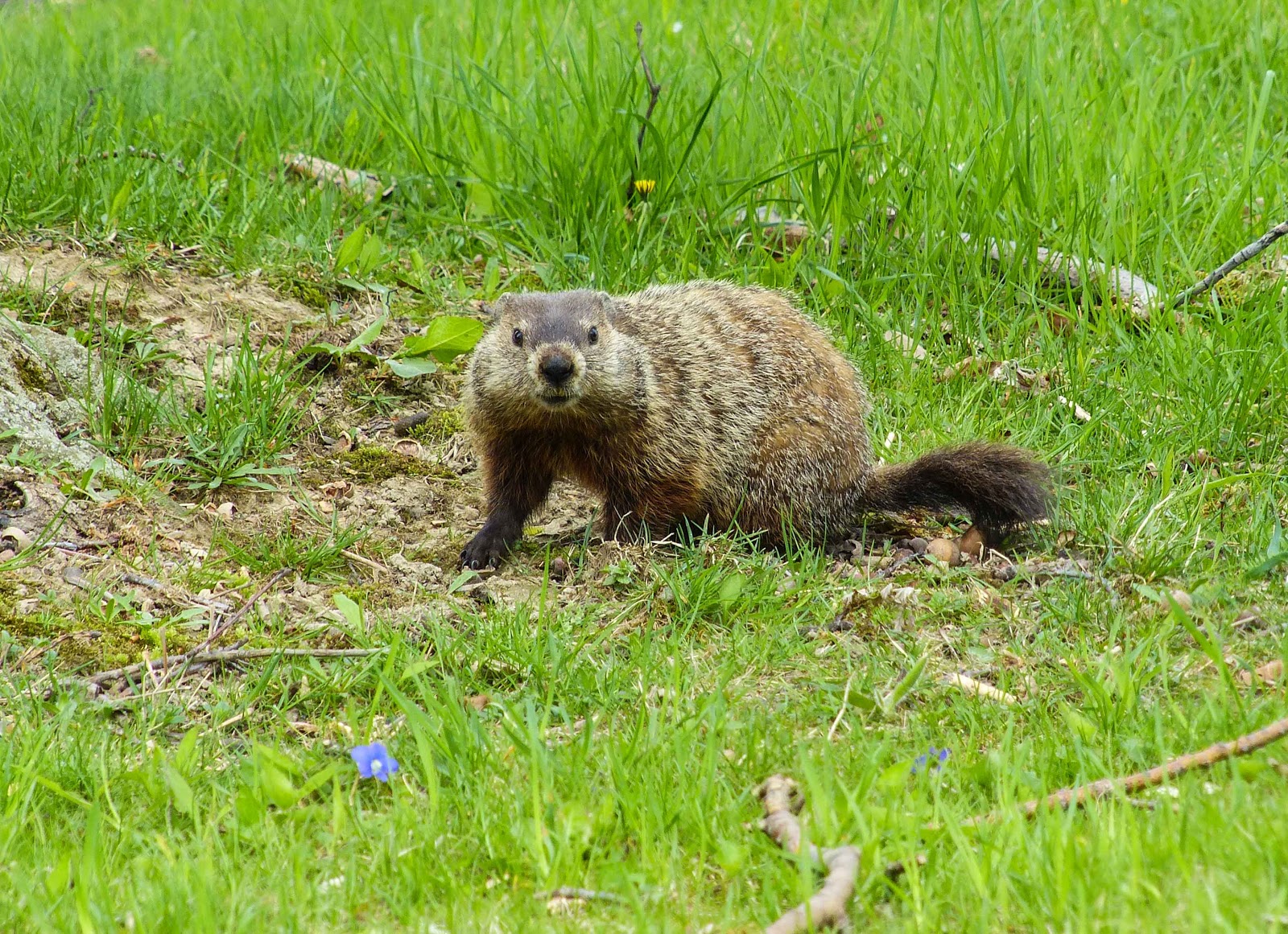Gale's Photo and Birding Blog: Marmota monax