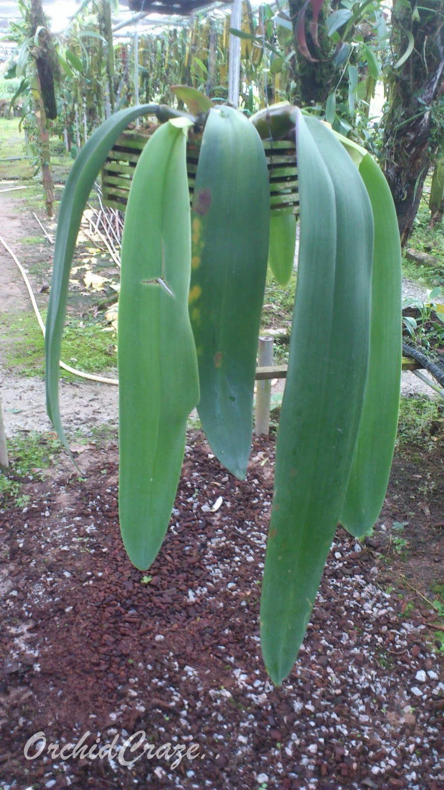 OrchidCraze: Jalan-jalan cari orkid : Merbok, Kedah