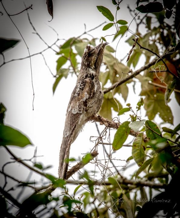 Argentina nativa: Urutaú coludo (Nyctibius aethereus)