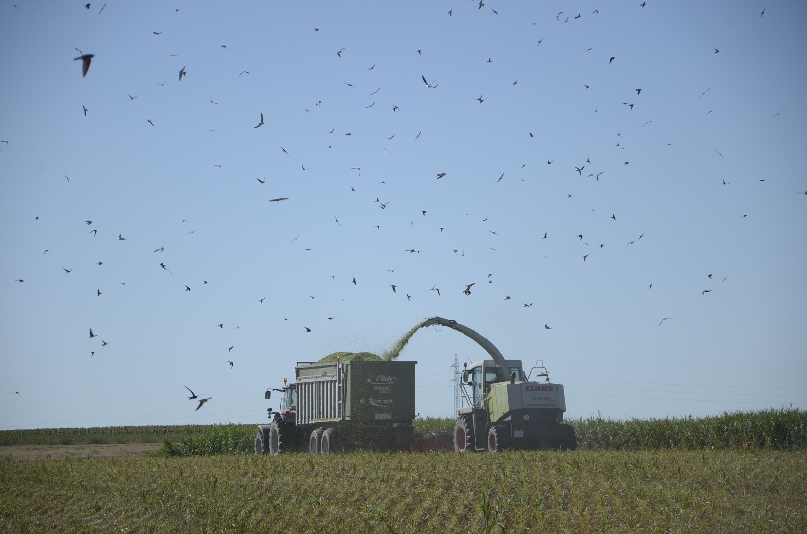 Ensiling Sorghum: chopping, transport and pressing