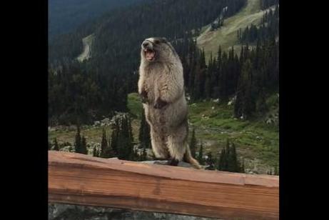 'Screaming' marmot shocks mountain visitors