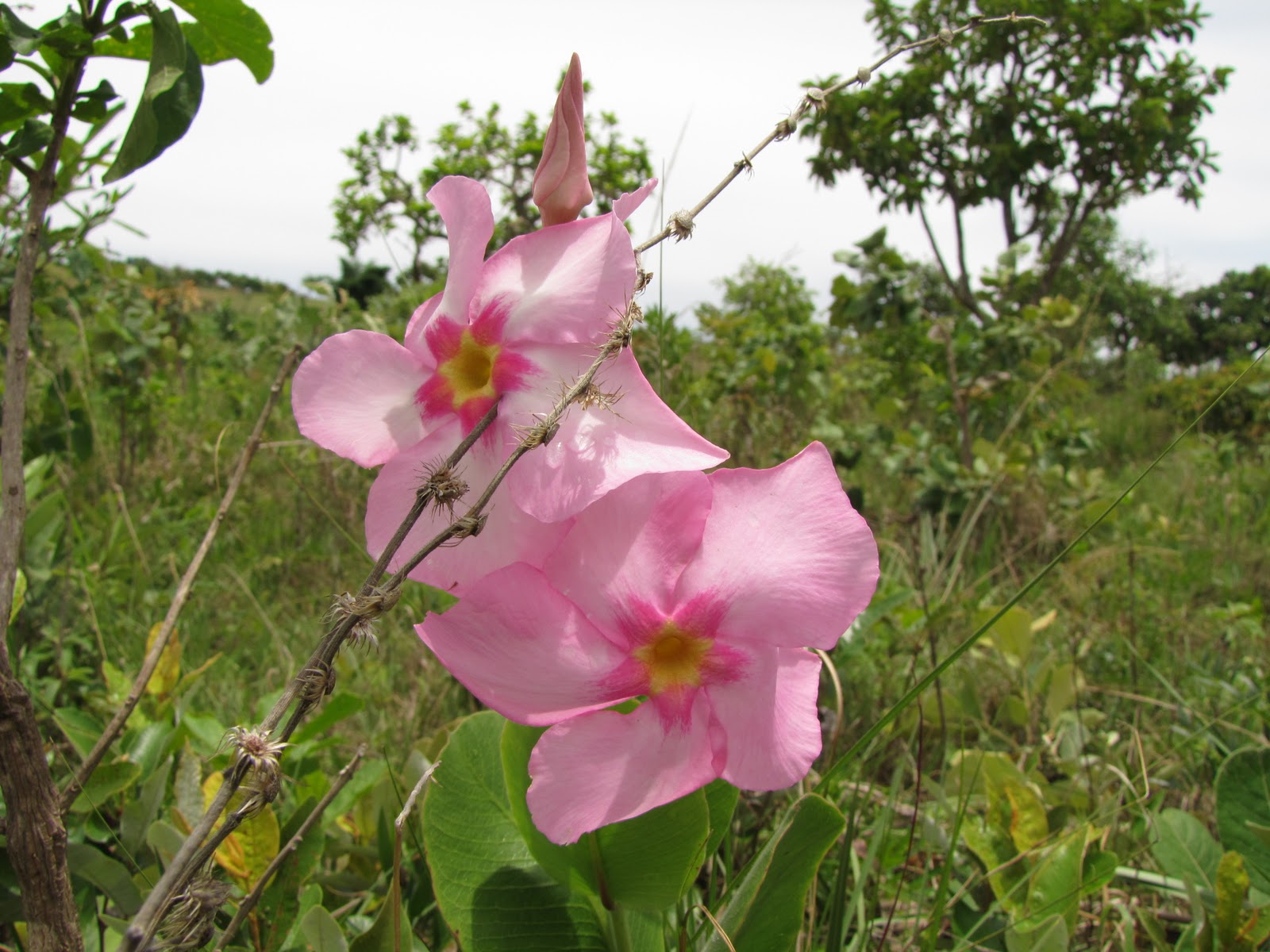 Amante do cerrado: Flores do Cerrado - Jalapa