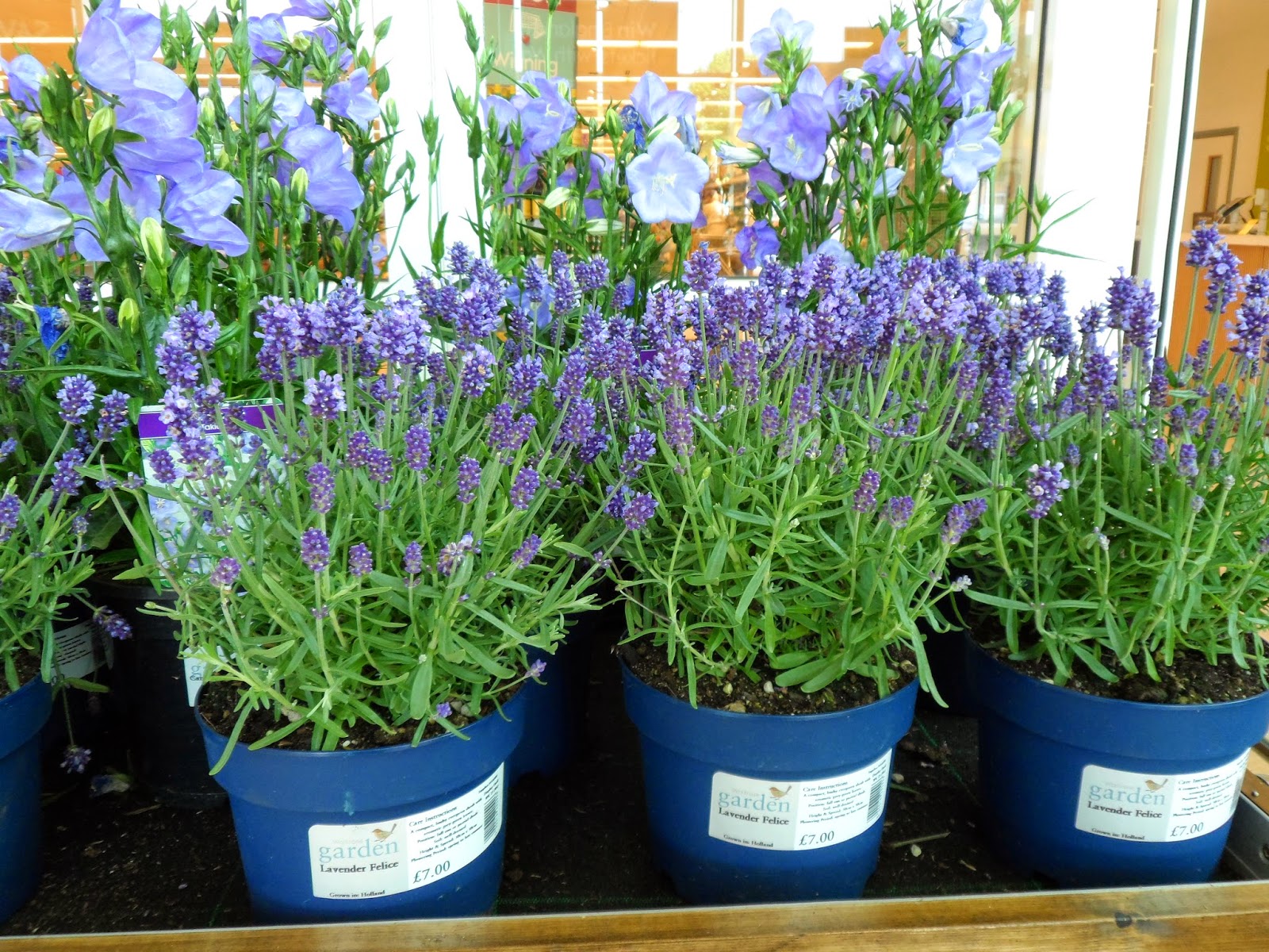 Wolverhampton Daily Photo: Lavender's Blue, Dilly Dilly.