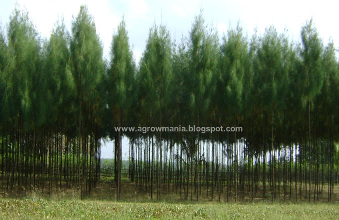 Agroforestry - A blog on Agrihortisilviculture: June 2012