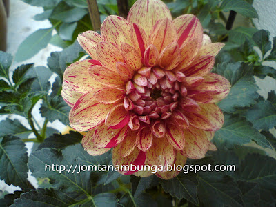 Jom Tanam Bunga: Bunga Dahlia Aneka Warna