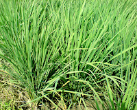 PADI SEBATANG ~ ILMU PETANI