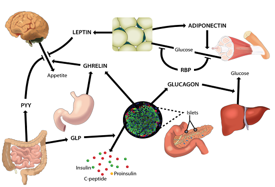 Osmoregulation, Thermoregulation, Excretion, Homeostasis - Your ...