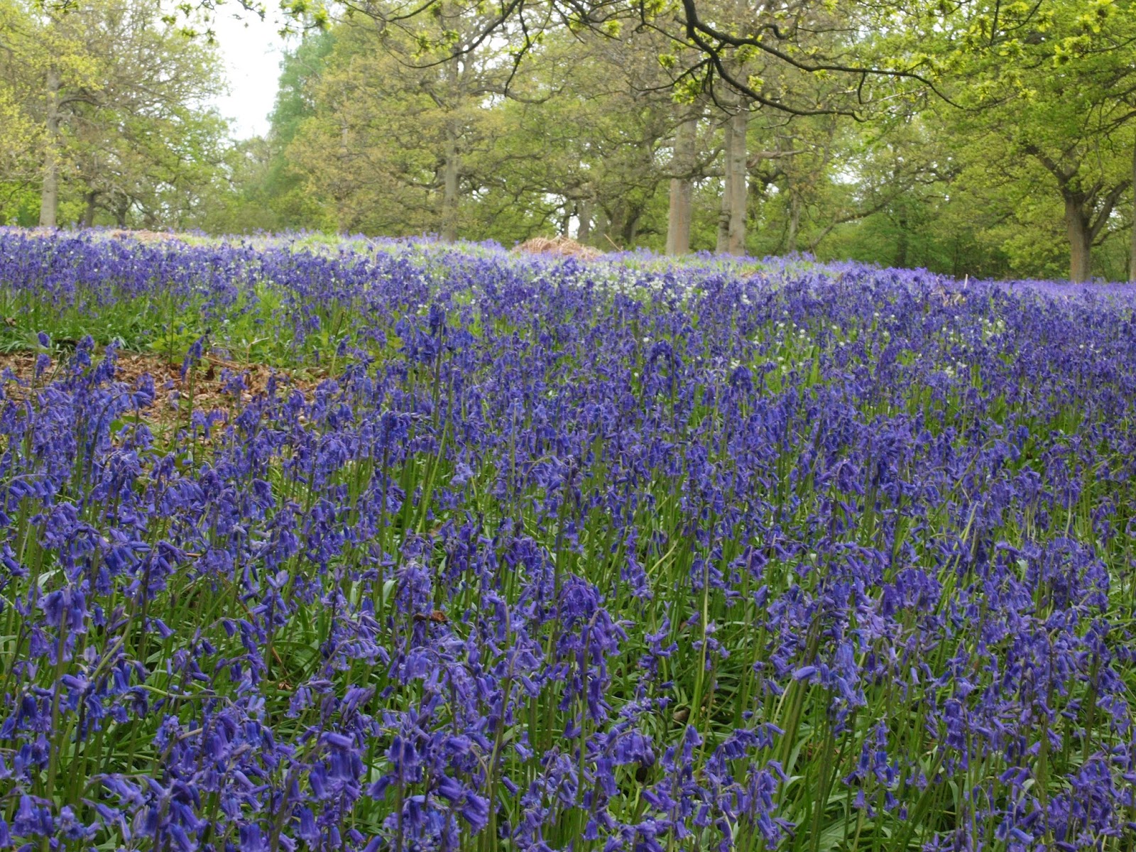 Ragged Robin's Nature Notes: Bluebells at Ryton Wood