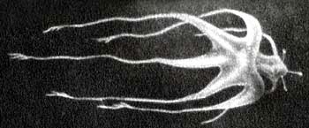 BLOOD WORK: KAIJUOLOGY: DOGORA ~ THE SPACE MONSTER