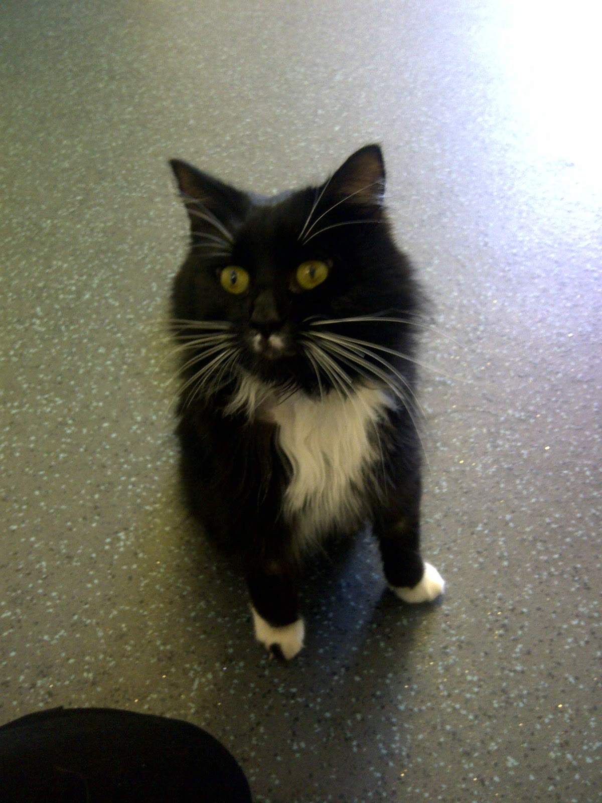 Cats Protection - Isle of Wight: February 2012