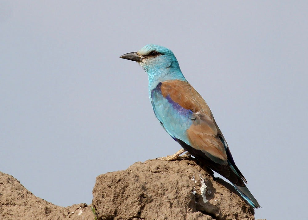 Richard Smith - Birdwatching Days Out: ROMANIA, Sinoe, Constanta, Part ...