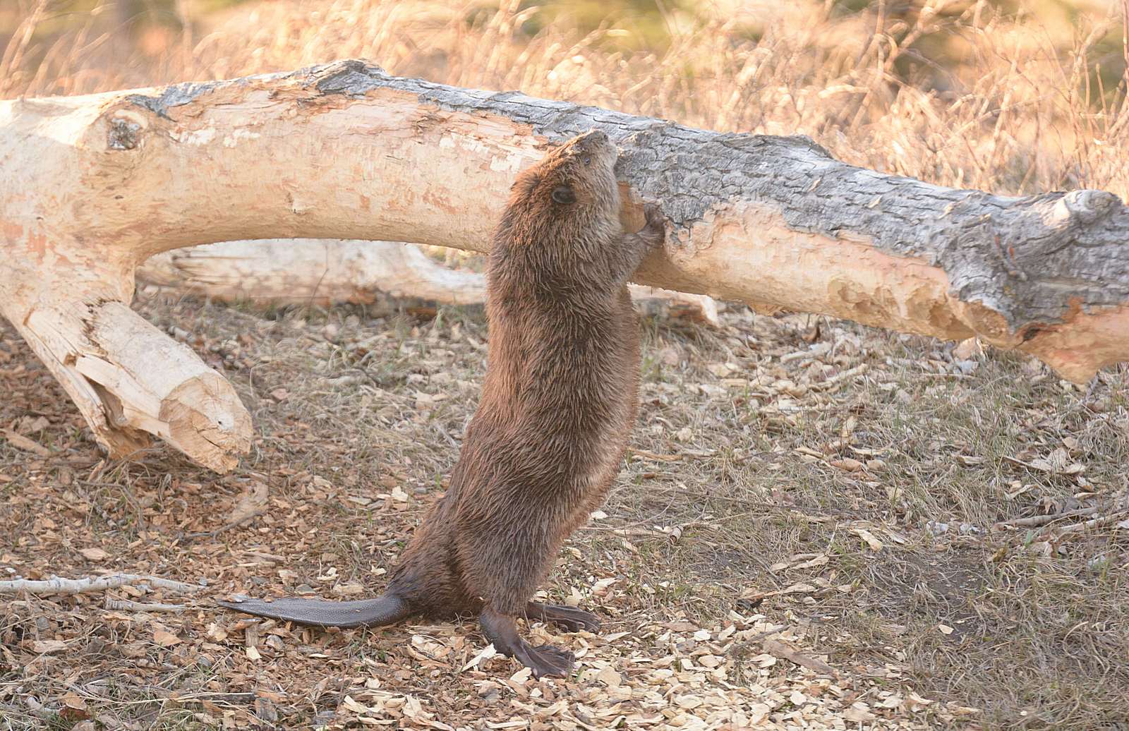 Turbo's Track and Photo Tour: Great Horned owl, Redhead duck, mallard ...