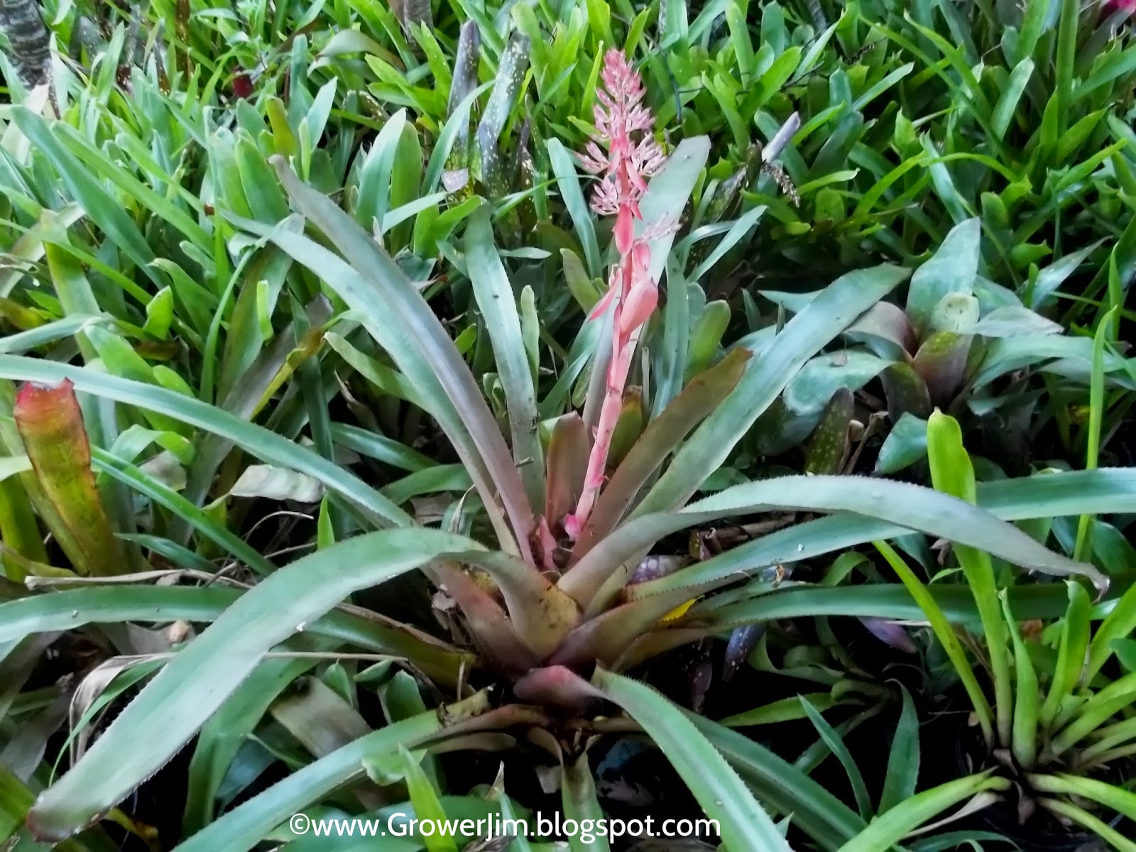 Garden Adventures: Portea alatisepala