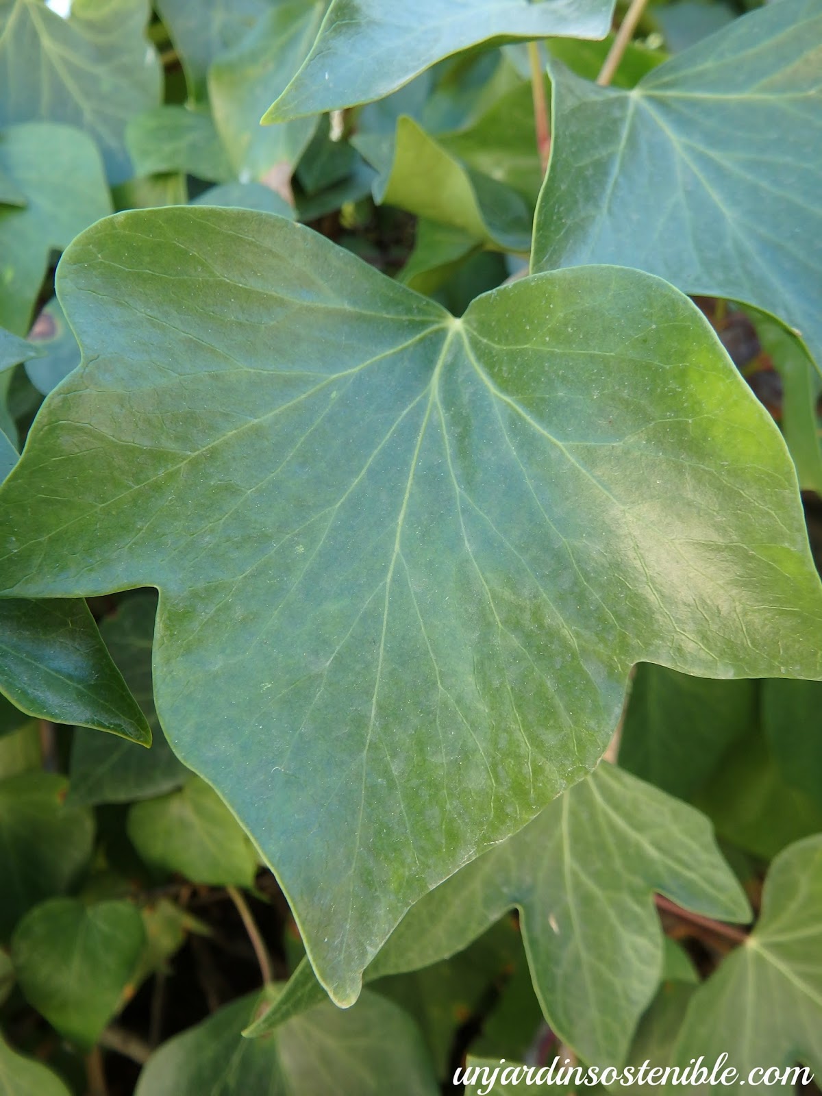 unjardinsostenible.com: Hedera helix (Hiedra común, Yedra común)