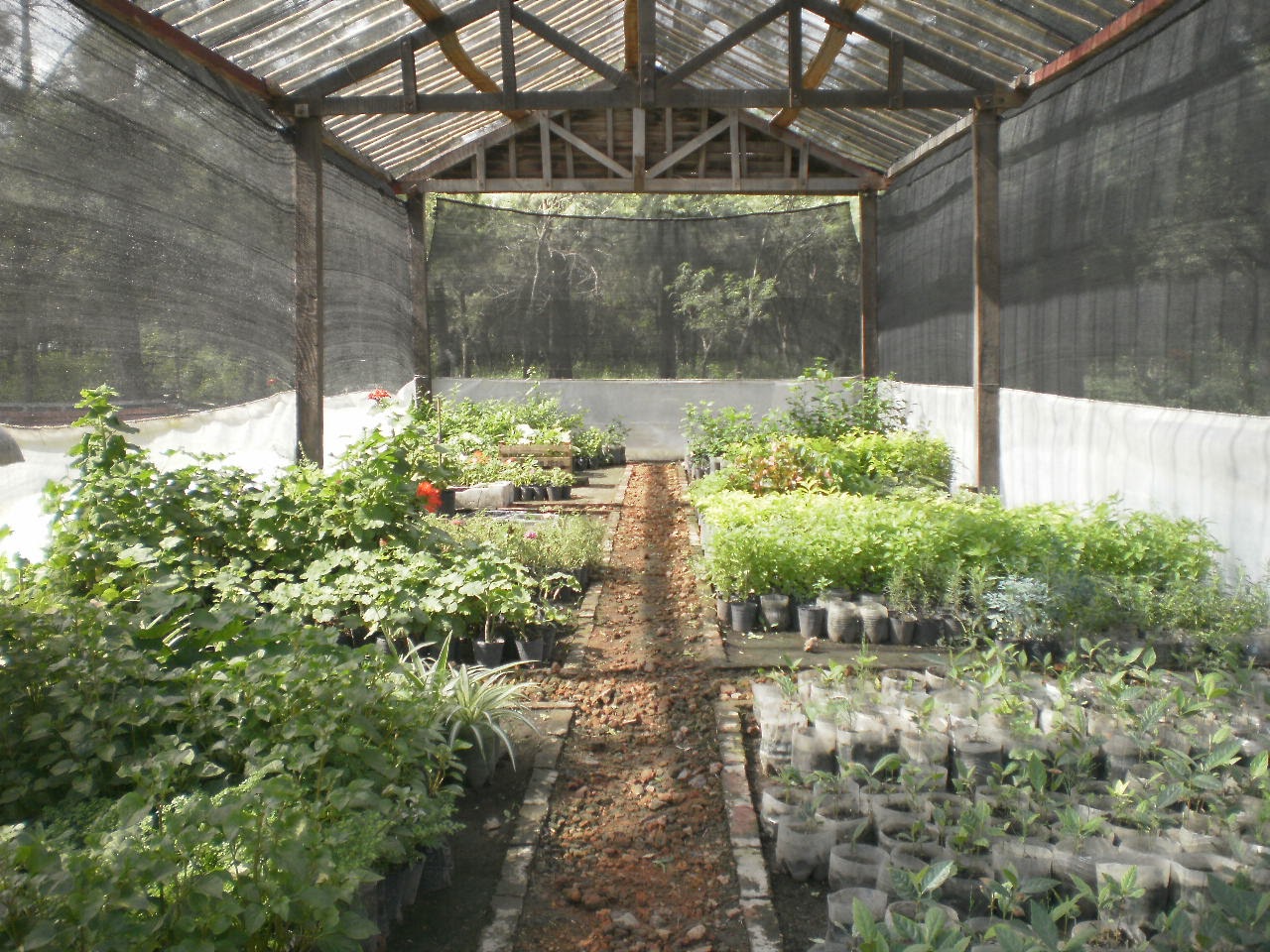 VIVERO FORESTAL SAN BERNARDO, HOY