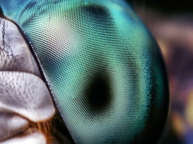 Insects Eyes Under The Microscope | Funnilogy