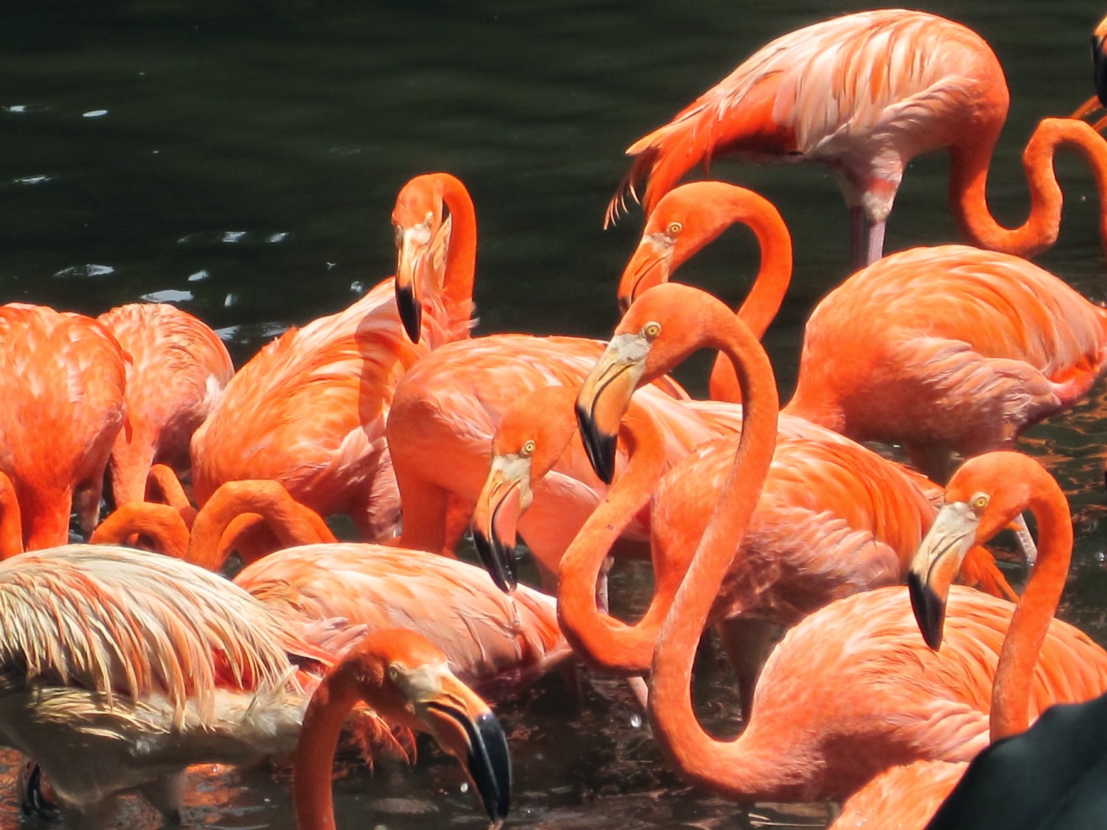 Pretty Simply Normal: Flamingos