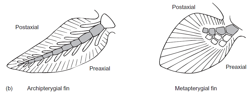 Ciencias de Joseleg: Origen de las aletas pareadas