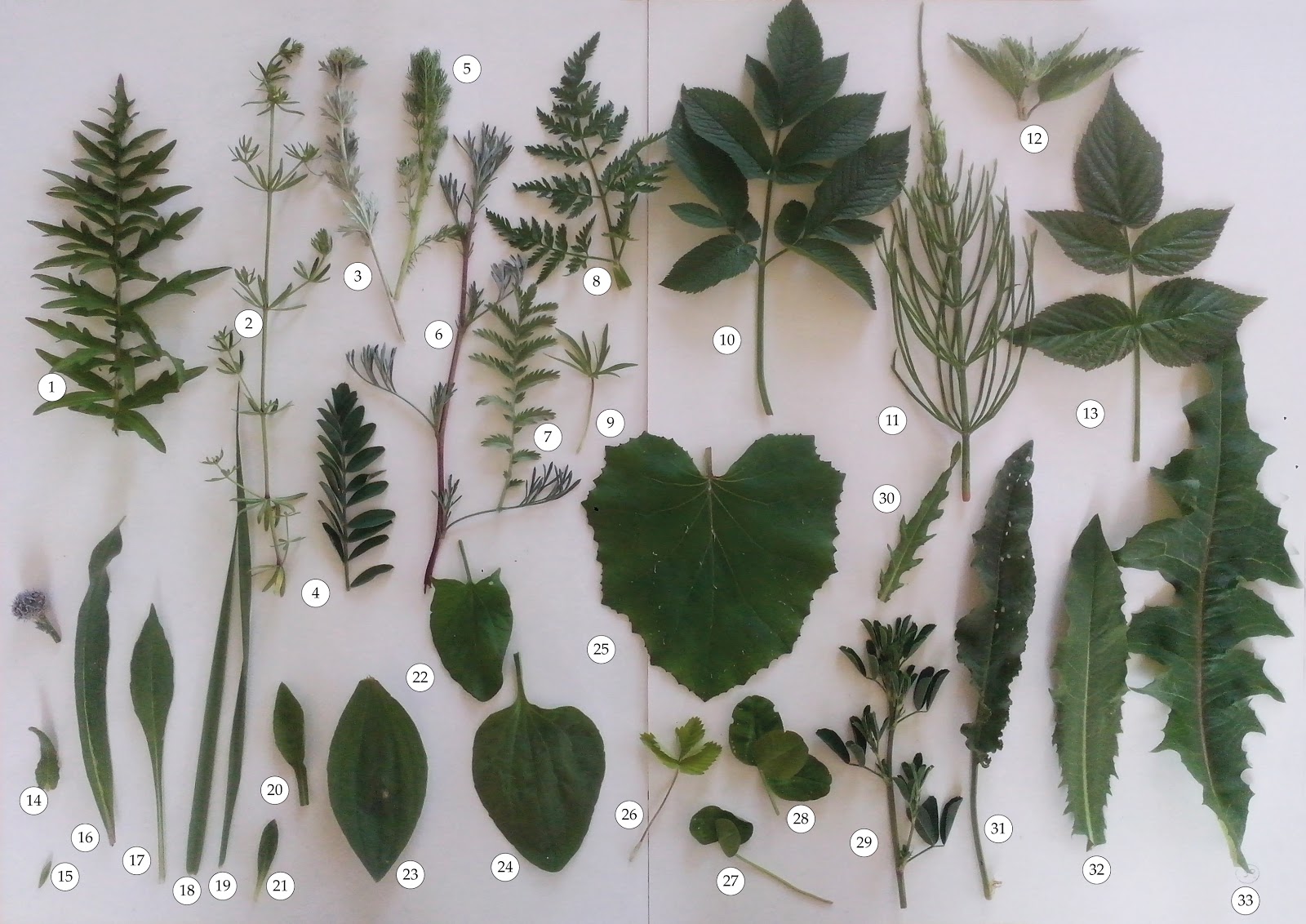 Molio vaikai: Gamtos stebėjimas. Pievų augalai.