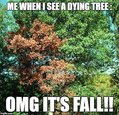 Memes for the Fall-Obsessed | Fox & Spice