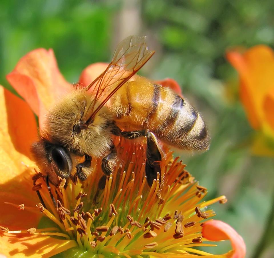 Corona Apicultores: REQUISITOS NUTRICIONALES DE LA ABEJA MELÍFERA