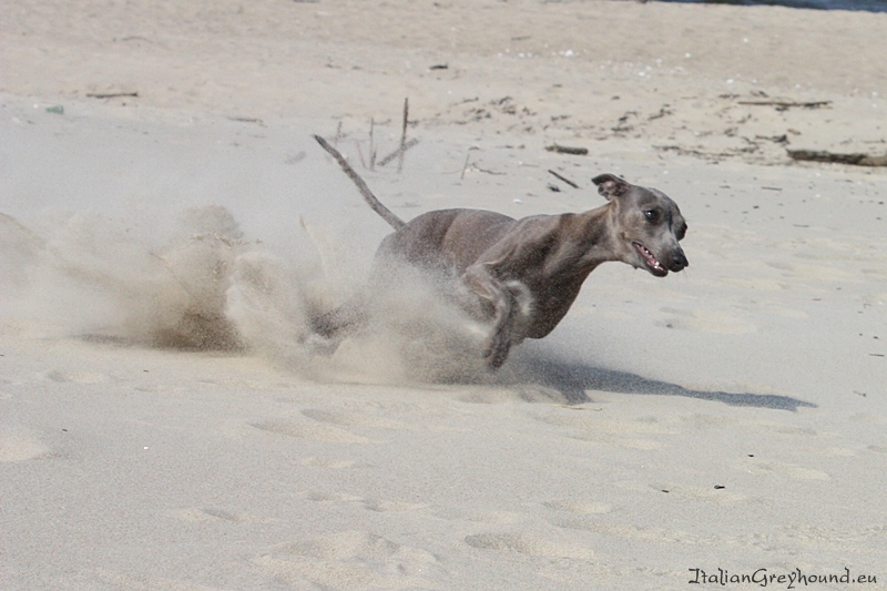 STUPOR MUNDI Italian Greyhounds