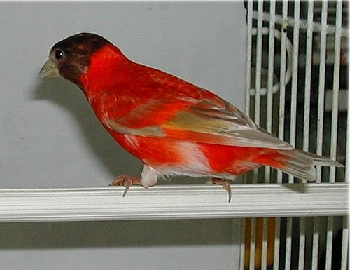 Pintassilgo, Tarin américain, Amerikaanse sijzen, Amerikanische zeisige ...