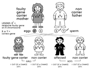 Rock your chromosome: DUCHENNE MUSCULAR DYSTROPHY