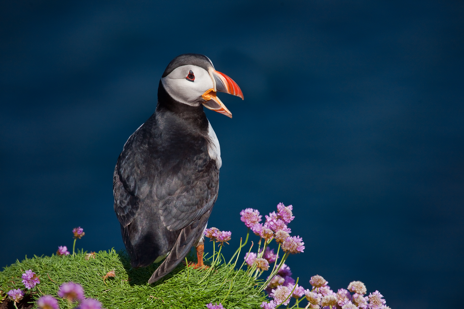 Digging into my archives - Puffins on Handa Island
