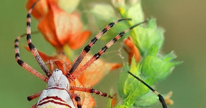 A group of the finest and most beautiful rare spiders | TOOOPIC