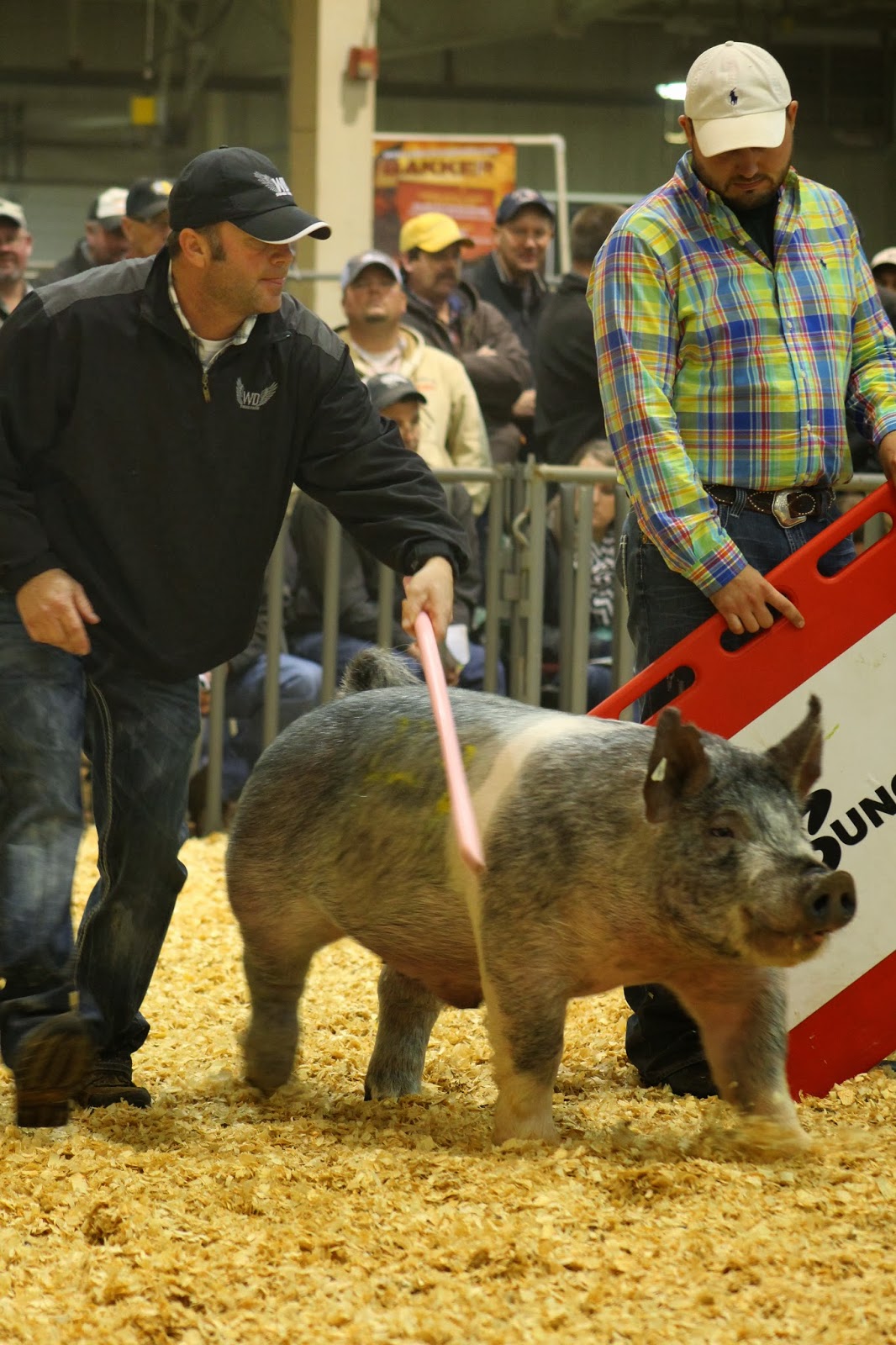 NSR Show & Sale Results: 2013 NSR Fall Classic Crossbred Boar Show Results