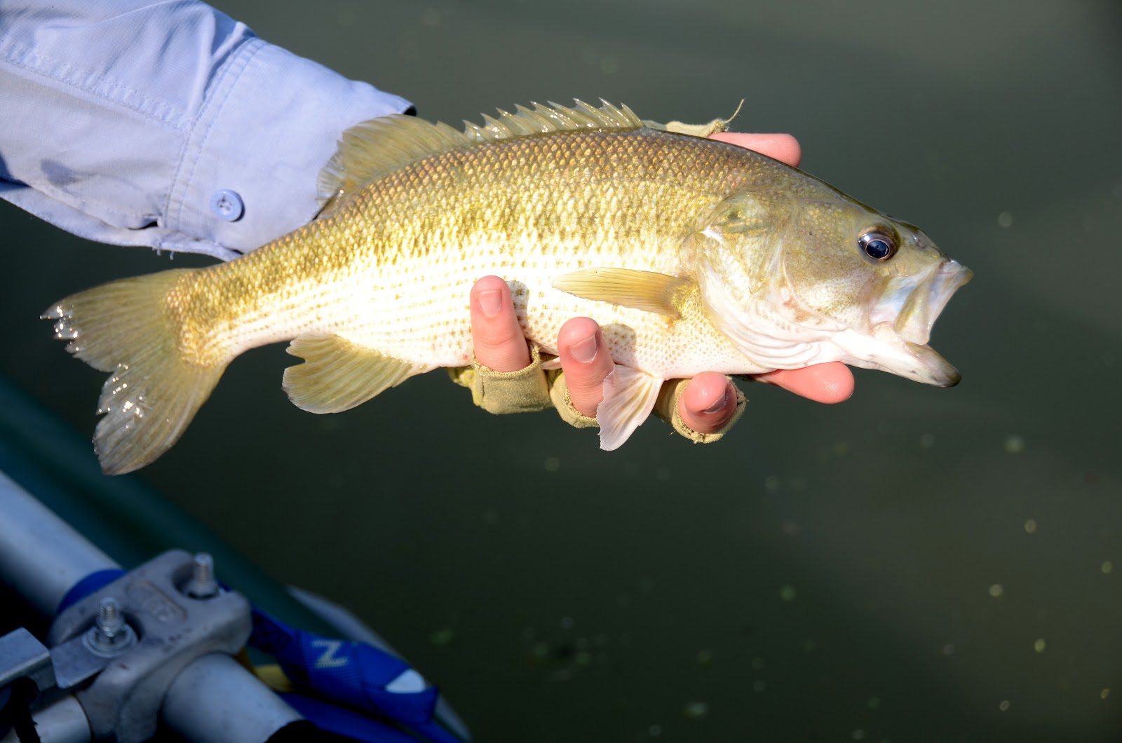 Mean Mouth Bass? | Page 2 | MonsterFishKeepers.com