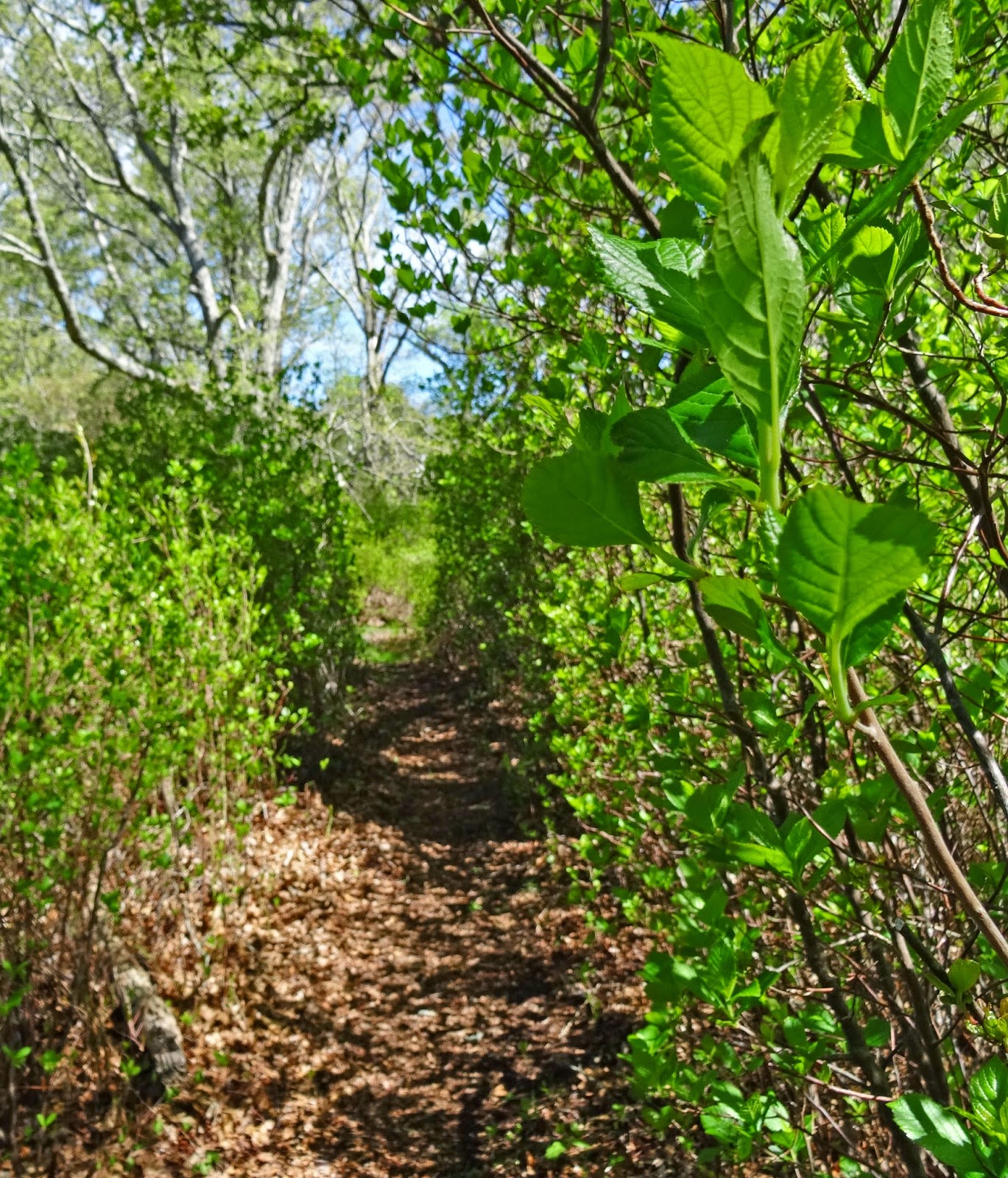 Joe's Retirement Blog: Walk Around a Pond, Manomet, Plymouth ...