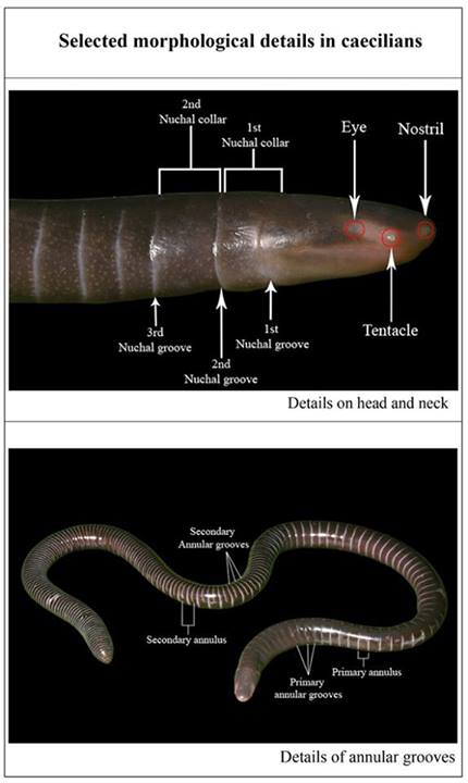 Caecilians of India