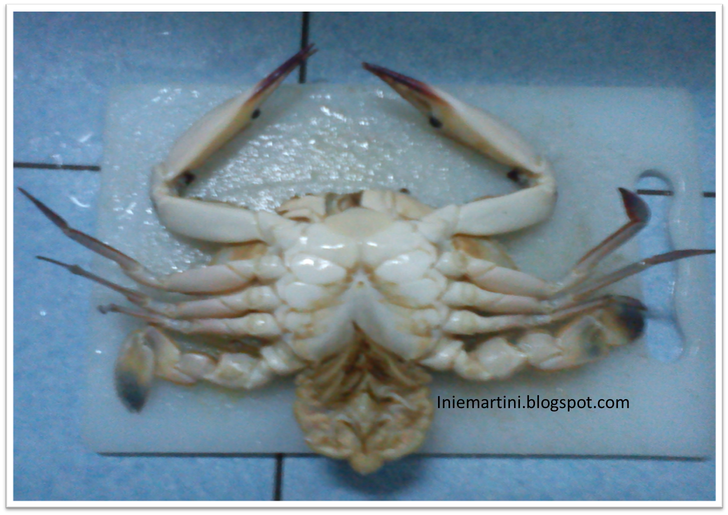 Senyum macam saya.!: Cara-cara siang ketam dengan mudah