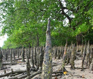 Akar Tumbuhan, Fungsi, Struktur, dan Jenis-jenis Akar ~ Juragan Les
