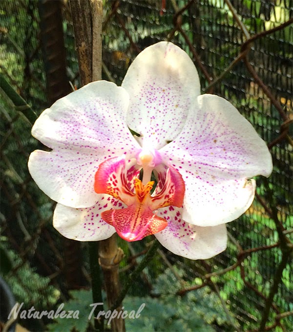 Naturaleza Tropical: La Orquídea Mariposa, género Phalaenopsis