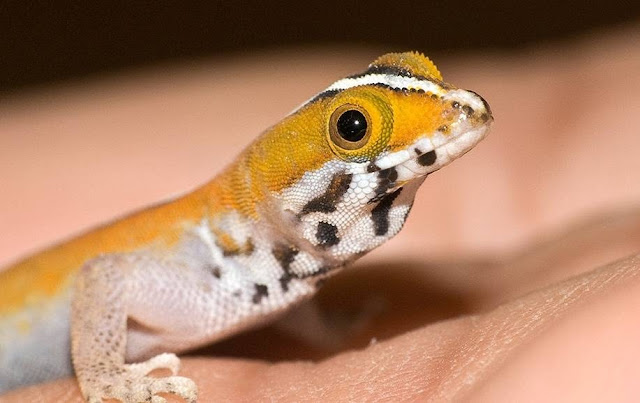 The Amazing Gecko: 20 Interesting Facts about the World’s Most Species ...
