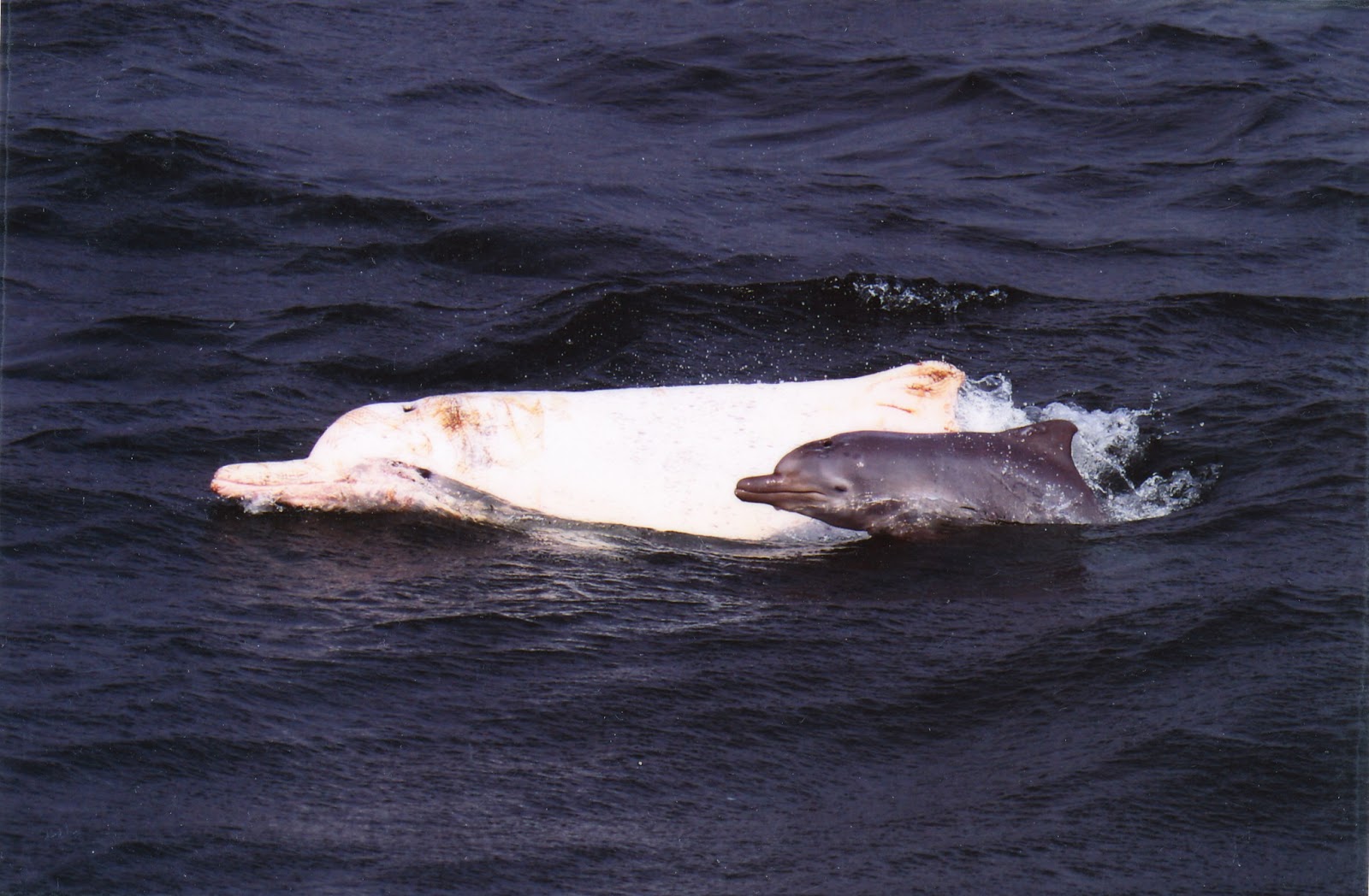 Stedentrips en uitstapjes: Dag 6: Boottocht roze dolfijnen