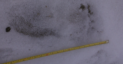 RMSO Bigfoot: Firefighter Bigfoot Experience After Finding Bigfoot ...