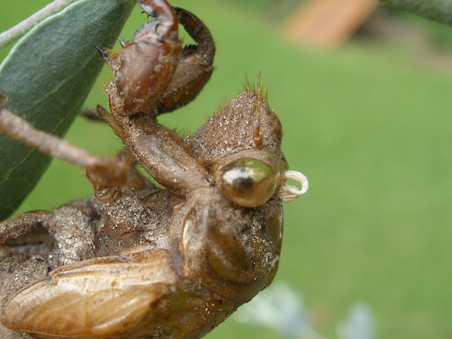 MARIETTE'S BACK TO BASICS: {CICADA}