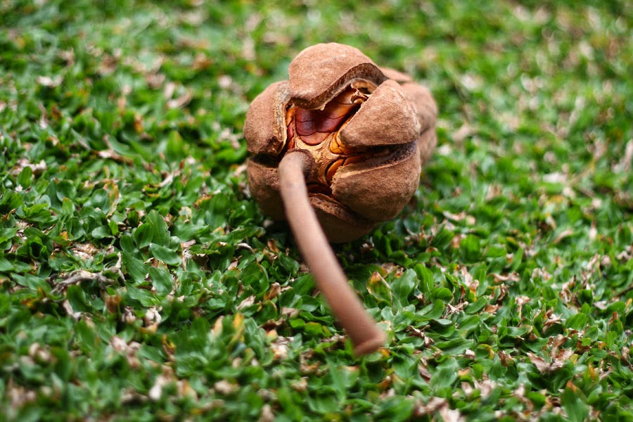 Amazing Health Benefits Behind a Bitter Taste of Mahogany Seeds - Home ...