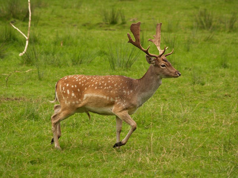 My Wild Louisiana: Red Stag and Fallow Deer For Sale