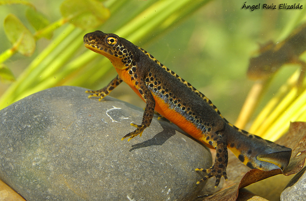 Aves de la Ría de Ajo: Tritón alpino y cia...