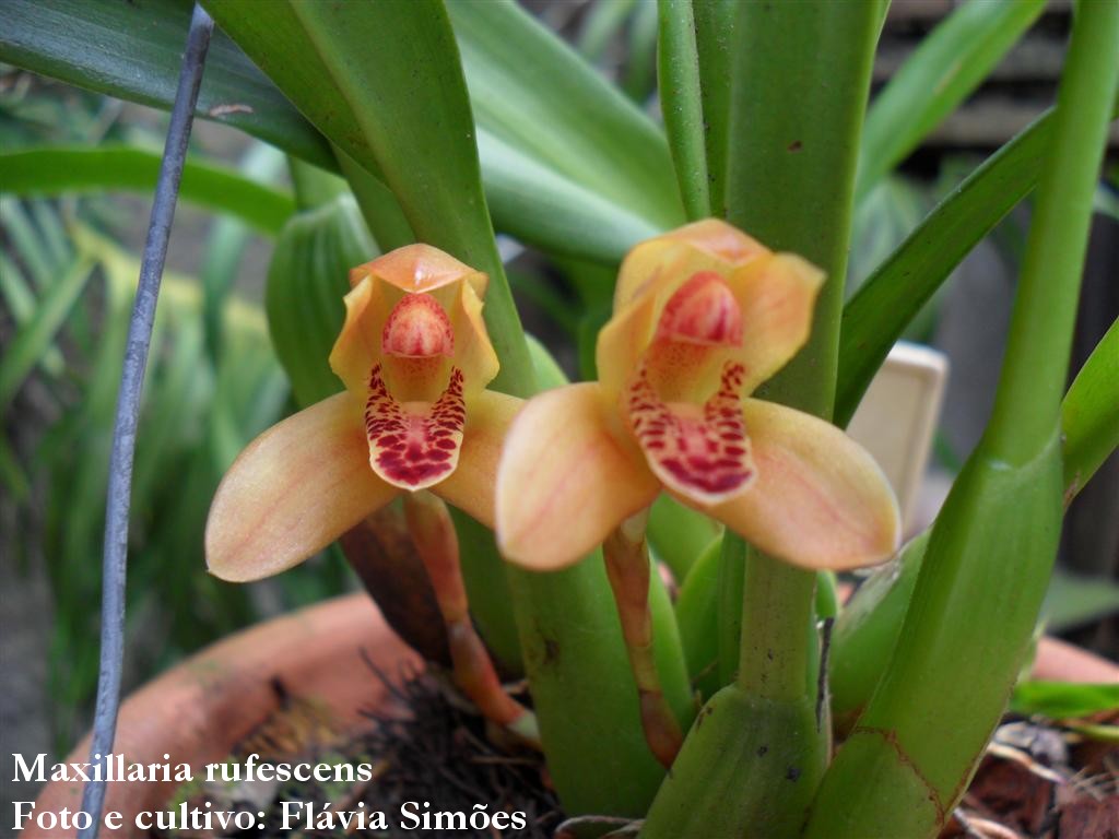 Orquidário da Flávia: Maxillaria rufescens