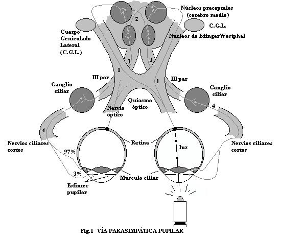 Anatomía de la vía pupilar y Anatomía de la vía óptica