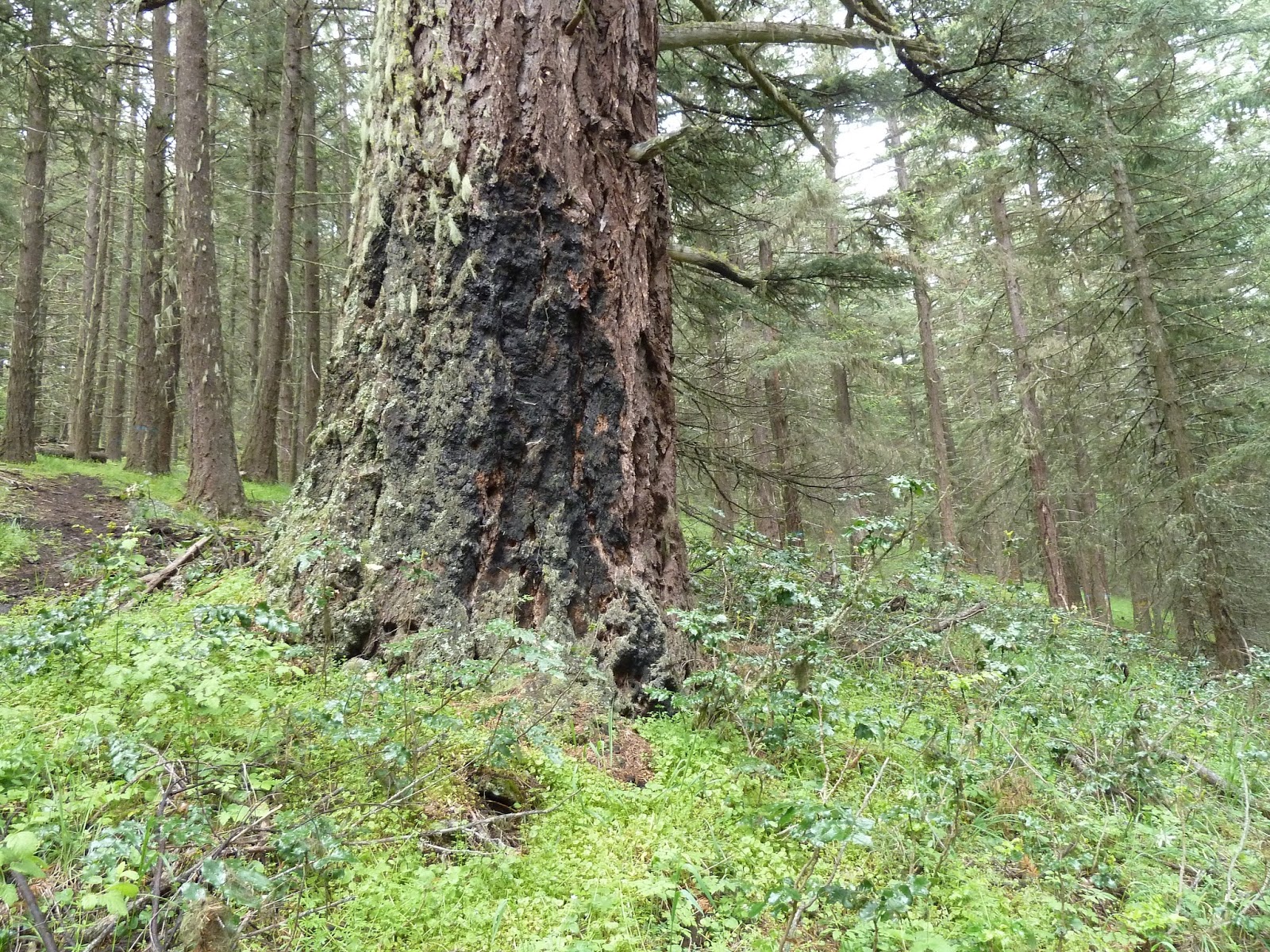 The Siskiyou Crest : The New BLM Resource Management Plan and its ...