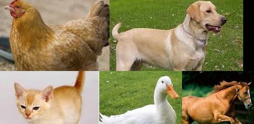 De animales domesticos - Imagui