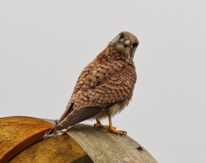 BIRDING - Kyoto, Kansai and Japan: falcons